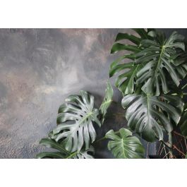 Fliispõhjal fototapeet 14551 monstera lehed betoonil 368 x 254cm, 14551 ...